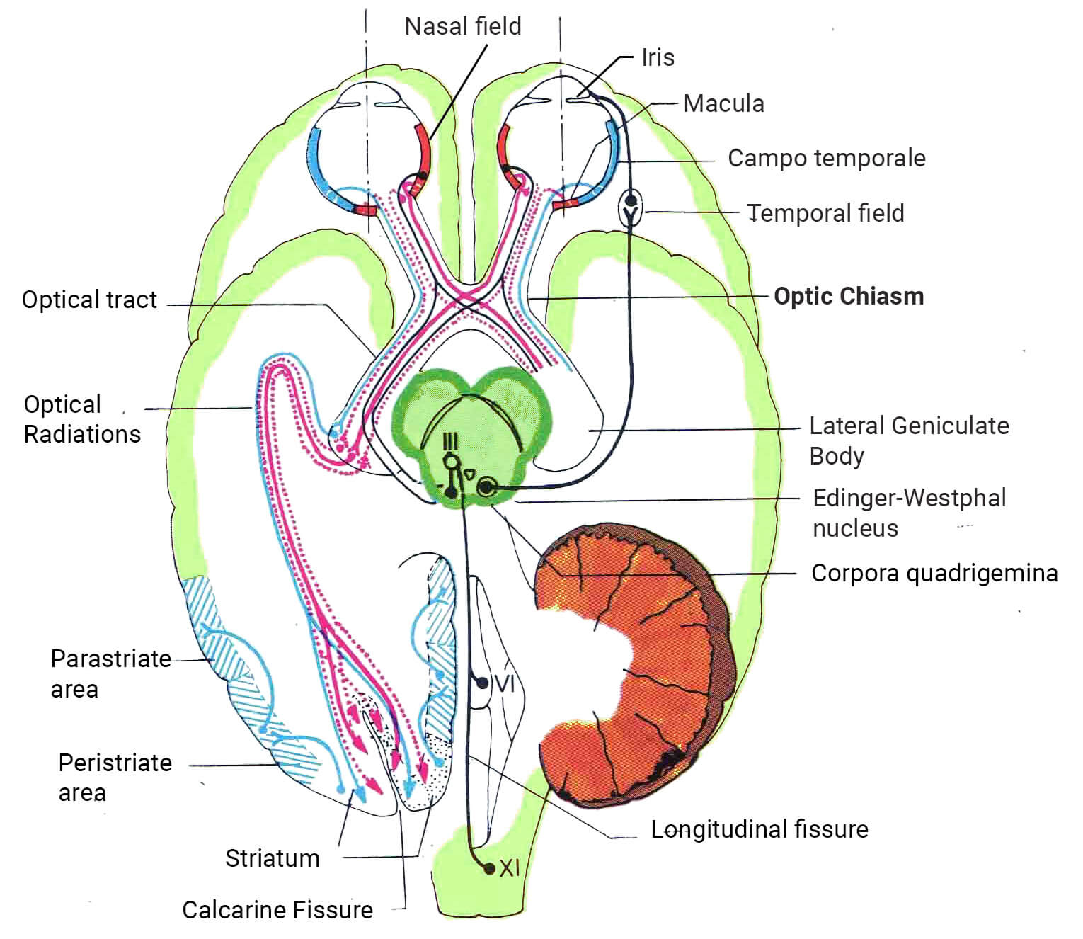 Hemianopia in relation to other pathologies - Emianopsia